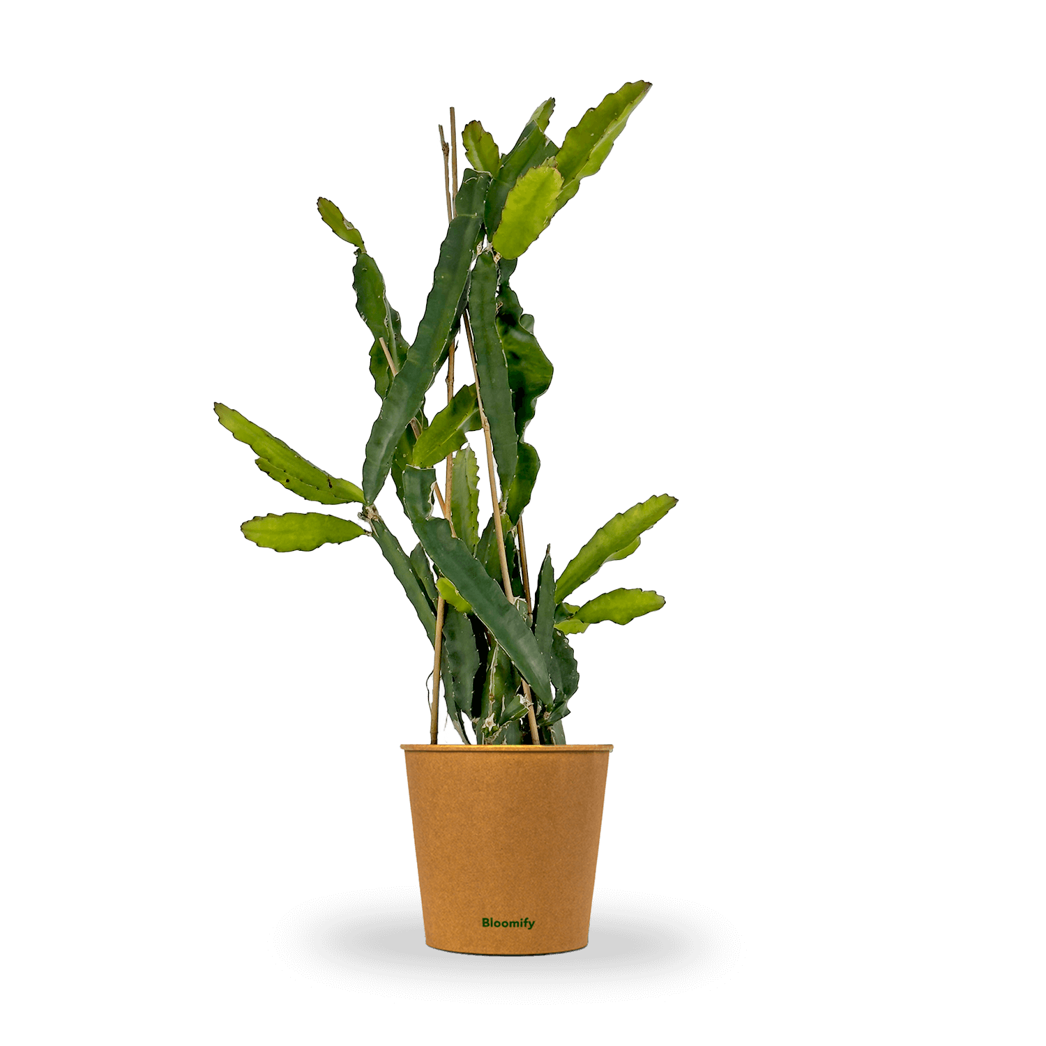 Drachenfrucht gelb "Draga“ – Drachenfruchtpflanze in Gärtnerqualität kaufen