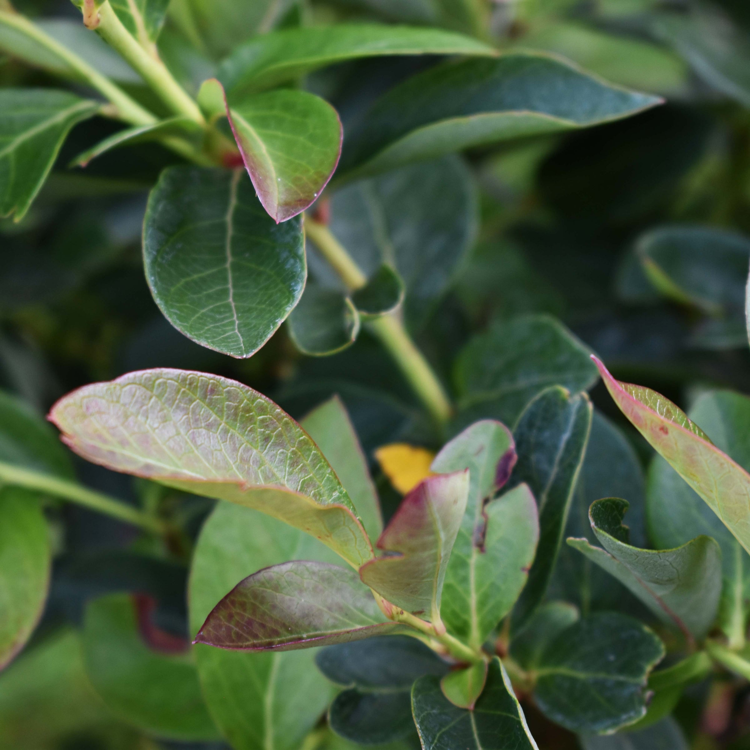 Blaubeere "Bodo" – Blaubeerpflanzen / Heidelbeerpflanzen in Gärtnerqualität kaufen