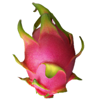 Drachenfrucht (Pitaya) rot "Drago“ – Drachenfruchtpflanze in ...