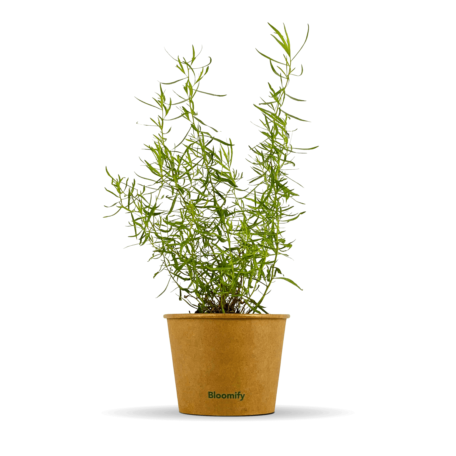 Estragon „Esmeralda“ – Kräuterpflanze in Gärtnerqualität kaufen