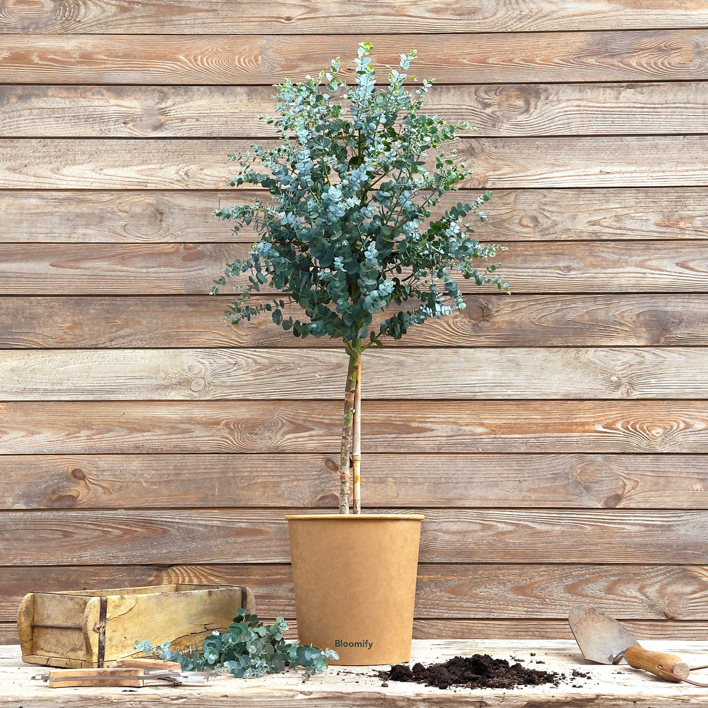 Eukalyptus Stamm „Eugenia“ – Eukalyptuspflanze in Gärtnerqualität kaufen