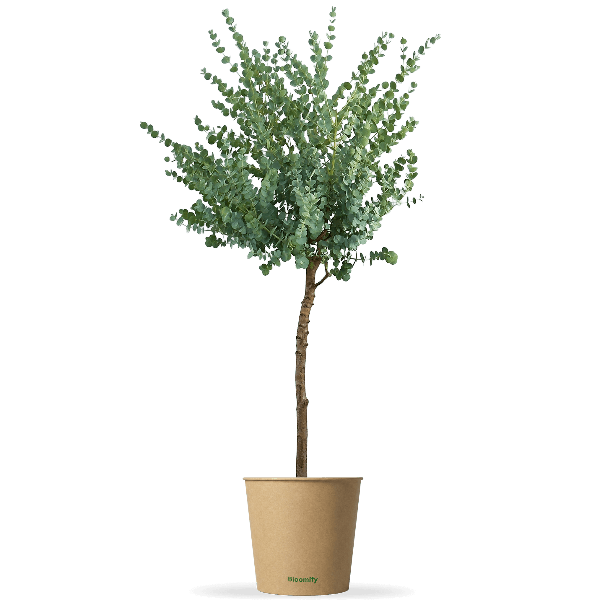 Eukalyptus Stamm „Eugenia“ – Eukalyptuspflanze in Gärtnerqualität kaufen