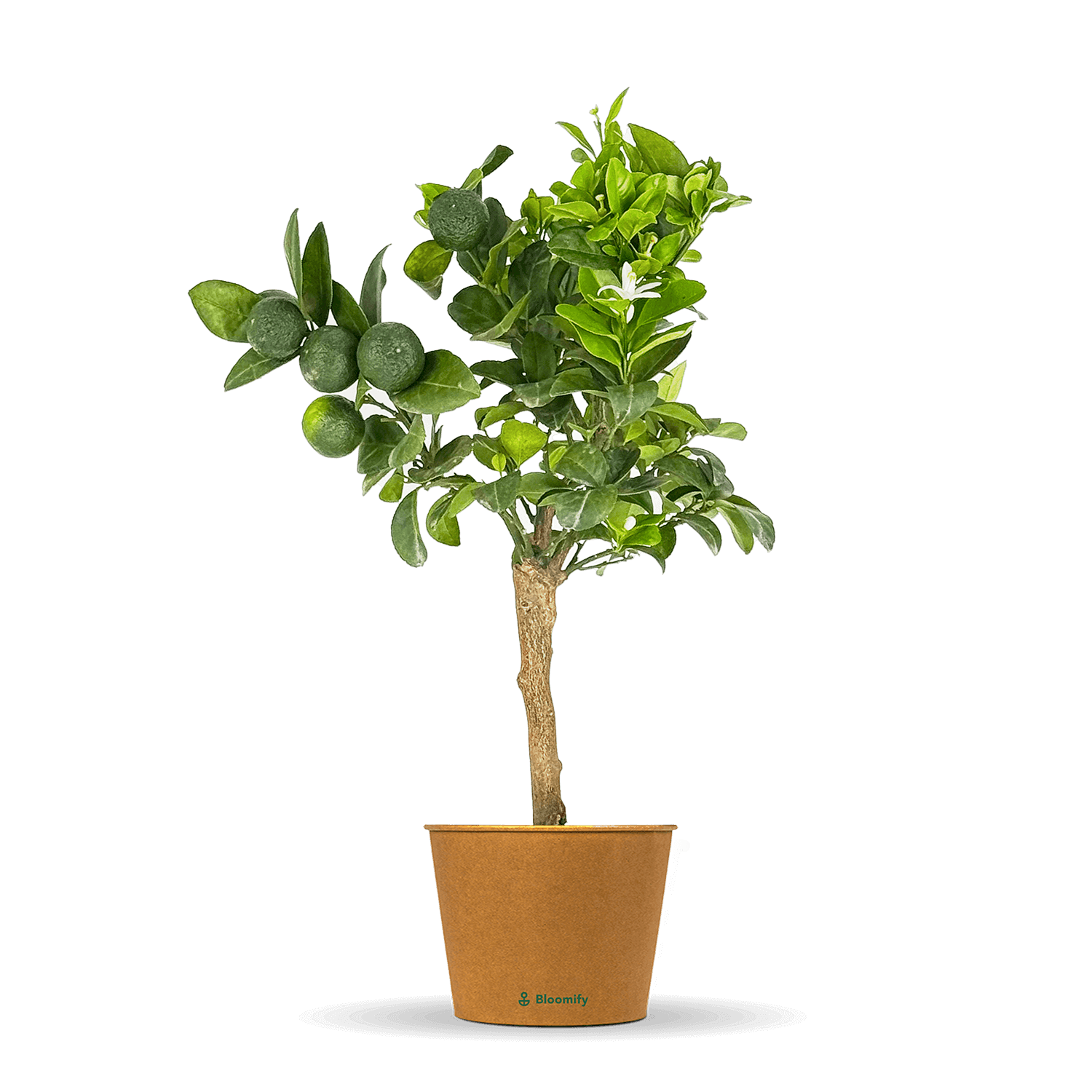 Mini Pursha-Limette "Polly" - Zitrusbäume in Baumschulqualität kaufen